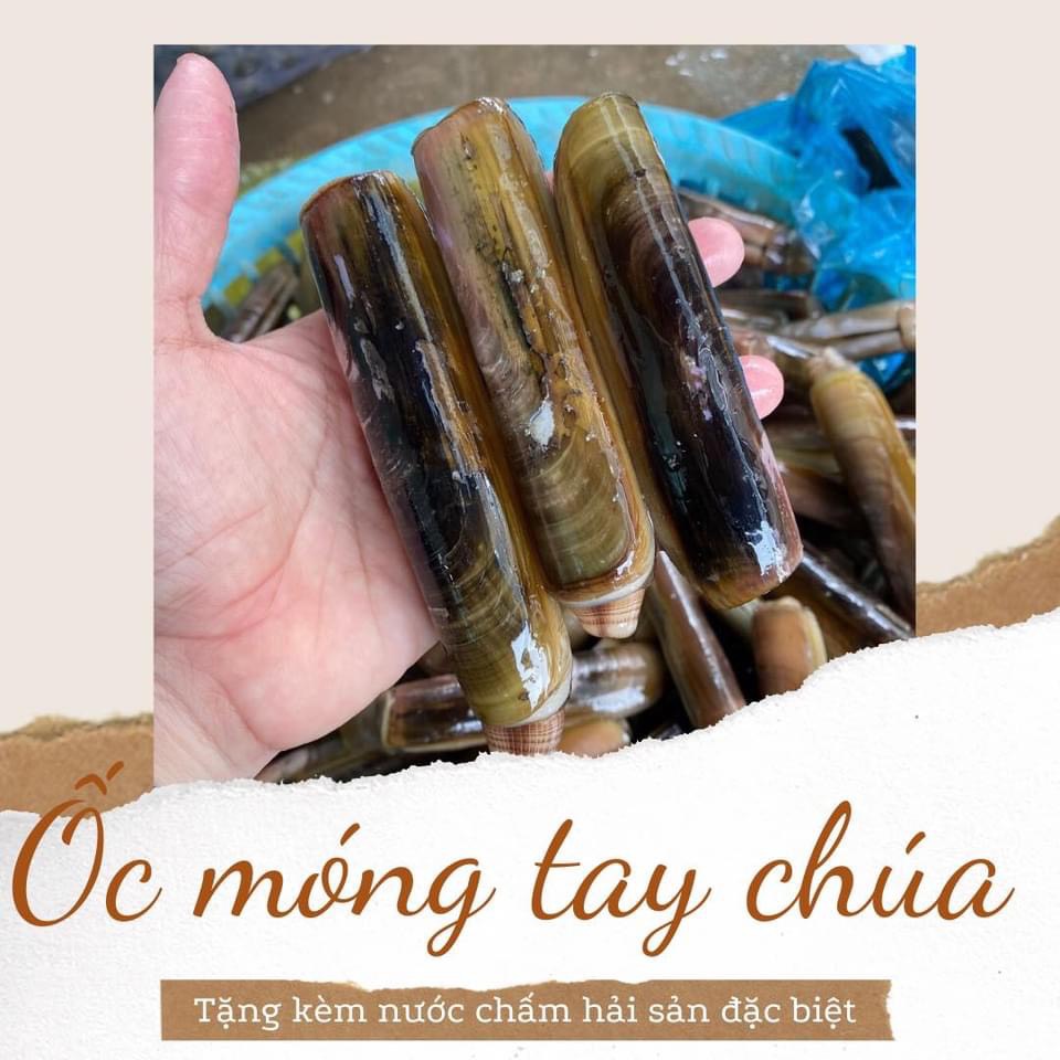 Ốc Móng Tay Chúa